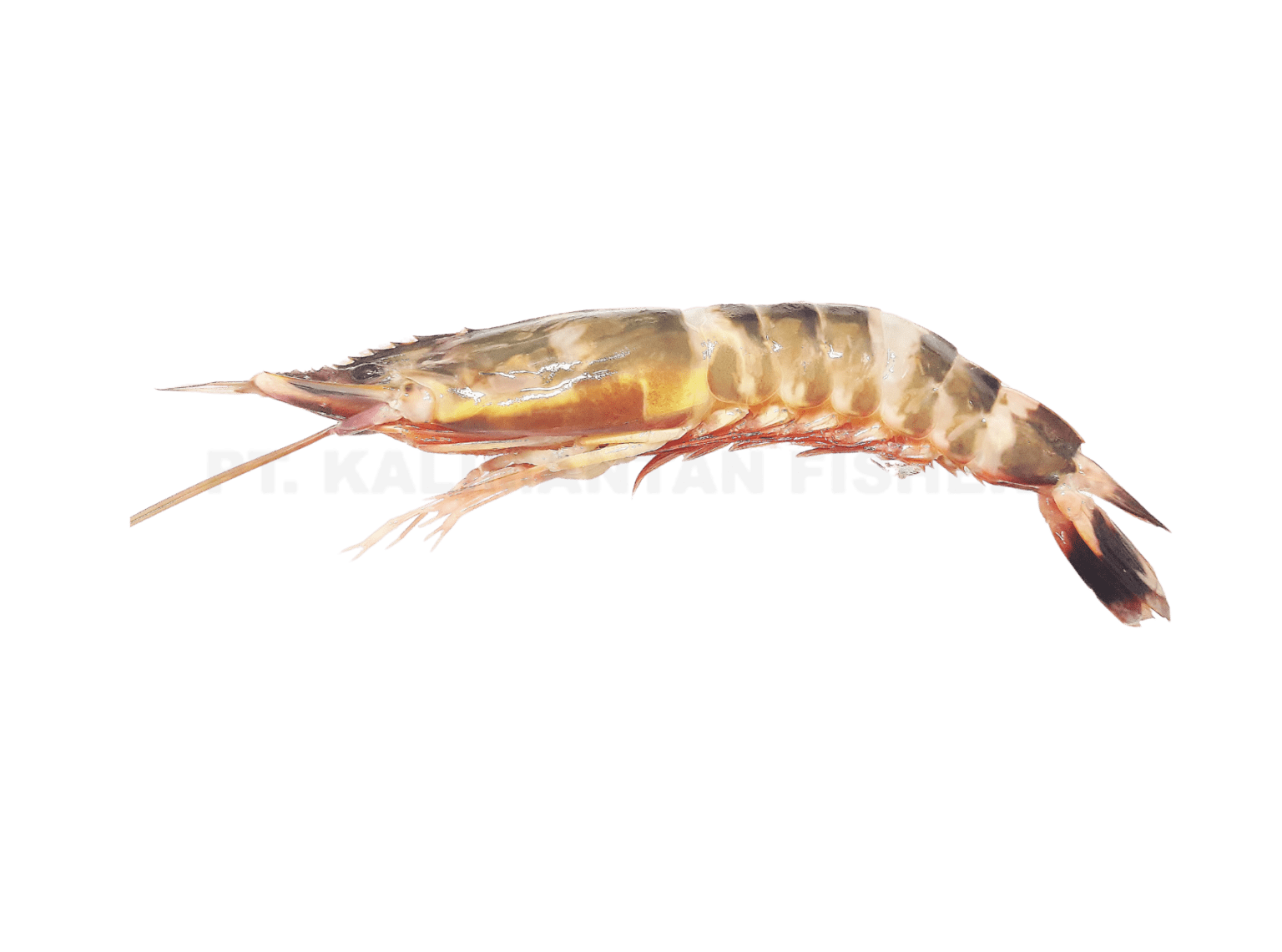 Species - Kalimantan Fishery