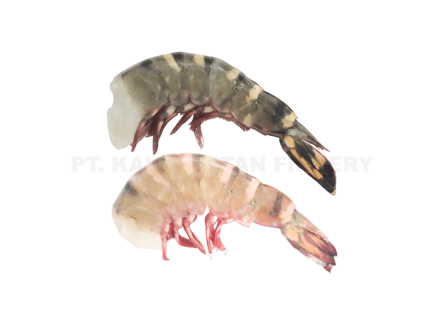 Species - Kalimantan Fishery