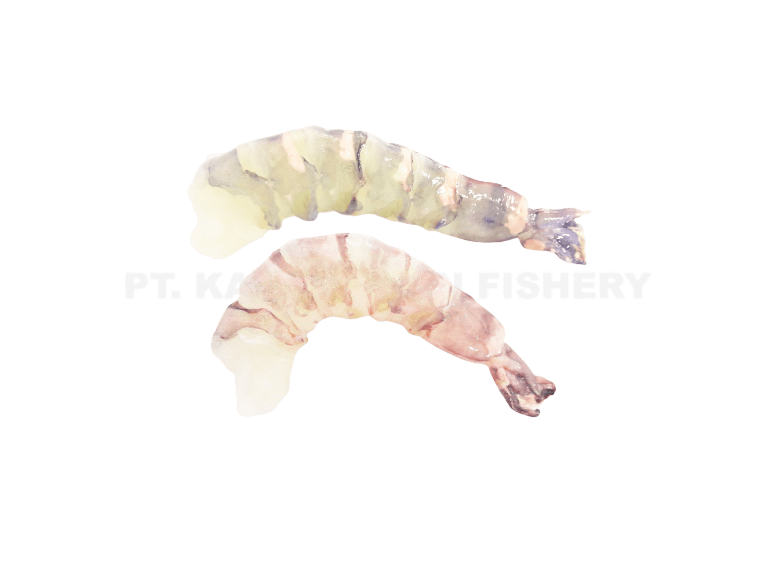 Species - Kalimantan Fishery